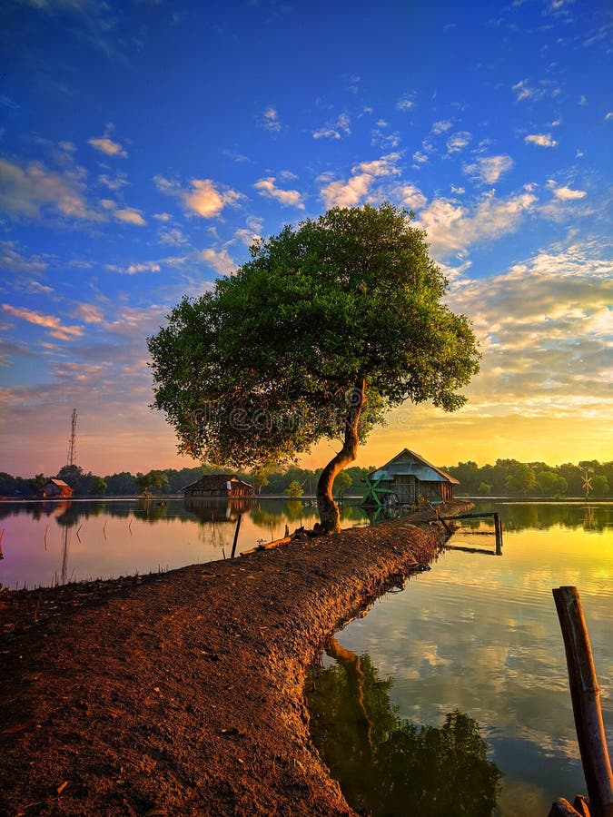 Morning View and Mangrove in the River Side Stock Photo - Image of ...