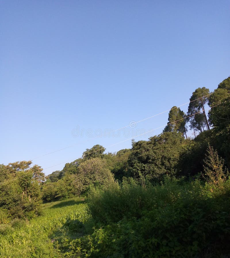 Morning view stock photo. Image of tree, landscape, blue - 253410950