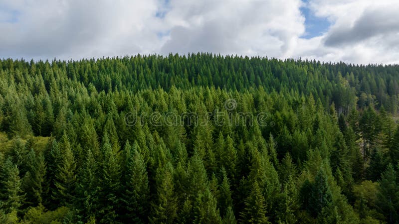 Morning View of the Oregon Coastlne with Fog Rolling in Stock Photo ...