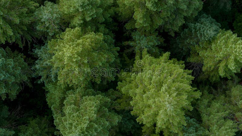 Morning View of the Oregon Coastlne with Fog Rolling in Stock Image ...
