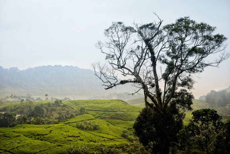 Morning View at Puncak, Bogor, West Java, Indonesia Stock Photo - Image ...
