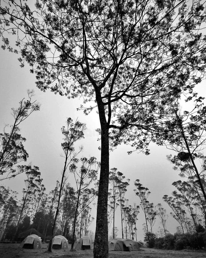 167 Upas Stock Photos - Free & Royalty-Free Stock Photos from Dreamstime