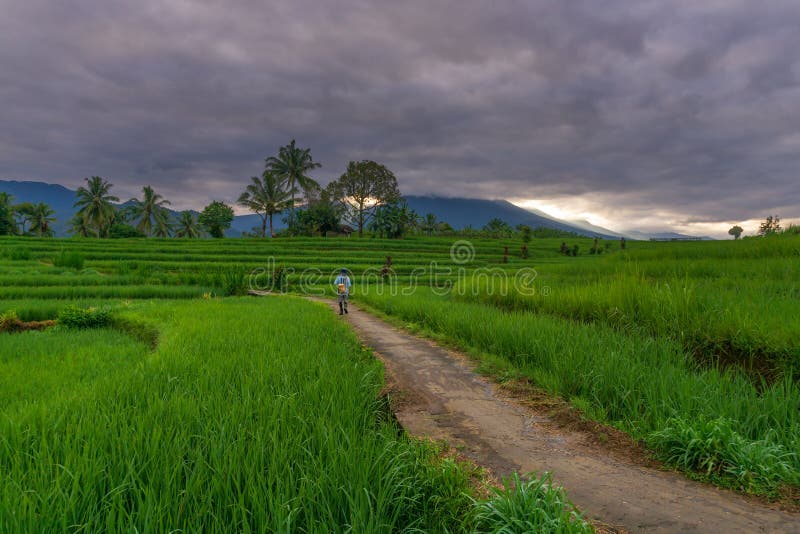 Morning View in Rice Field Industry with Small Path and People Walking ...