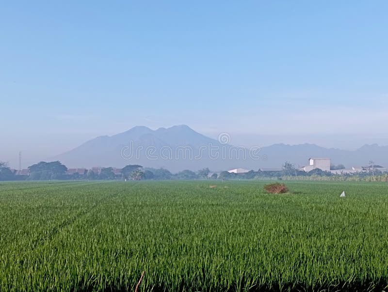 The Morning View of the Rice Fields Stretches Wide Stock Image - Image ...
