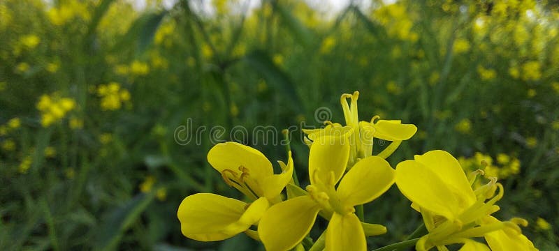 Morning View of Sarso in Farm Which I Clicked Stock Photo - Image of ...