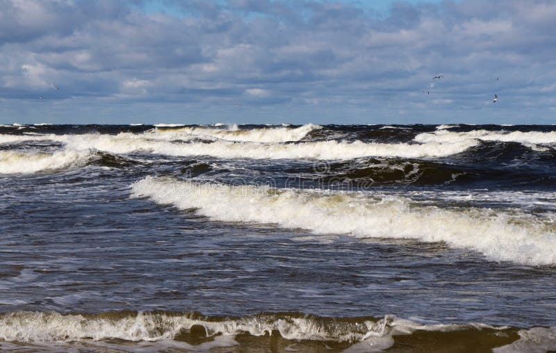 Gulls in the sky stock image. Image of morning, beautiful - 85031709