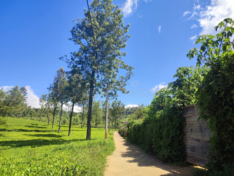 Morning view of tea estate stock image. Image of estate - 249442425