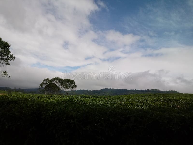Morning View of a Tea Plantation Stock Photo - Image of cumulus, nature ...