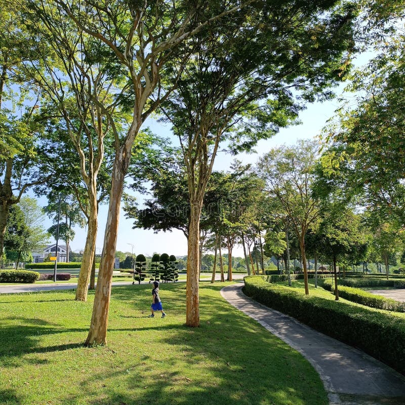 Morning View Tree Shadow & Kid Editorial Stock Image - Image of view ...
