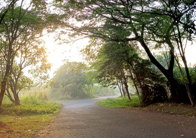 Morning View, Trees on the Three-way Junction Stock Photo - Image of ...