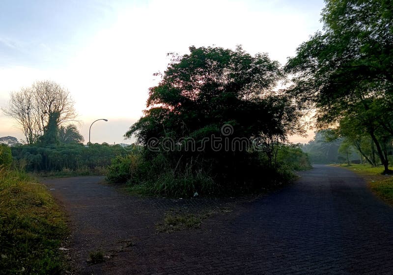 Morning View, Trees on the Three-way Junction Stock Photo - Image of ...