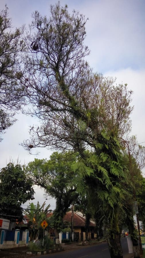 Morning View of the Village in Central Java Stock Photo - Image of arid ...