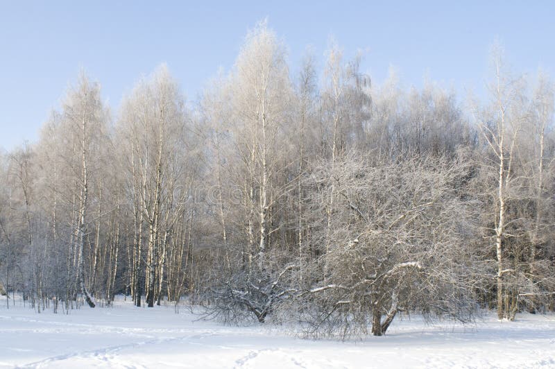 Morning View on Winter Forest Stock Photo - Image of environment ...
