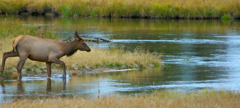 Morning Walk stock image. Image of fall, stream, alone - 1888151