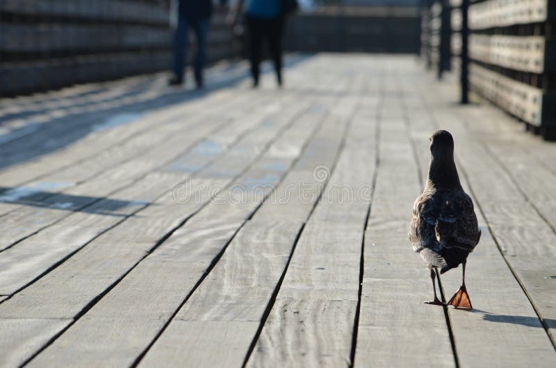 Morning Walk stock image. Image of bird, people, wooden - 21845103