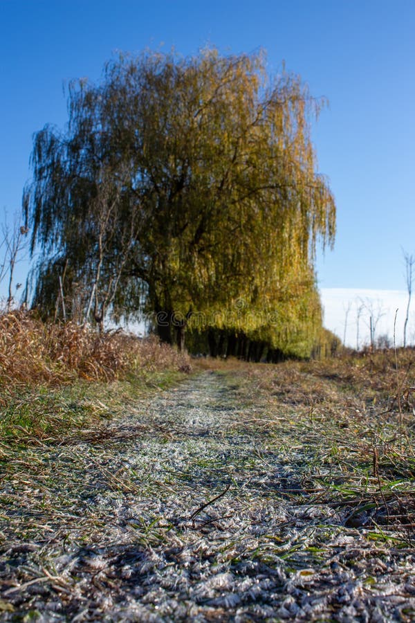 Morning Walk Along the Frosty Path Stock Image - Image of landscape ...
