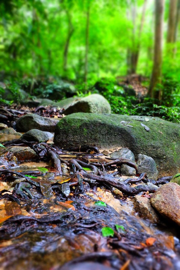 Morning Walk Along the Stream Stock Photo - Image of surface, landscape ...