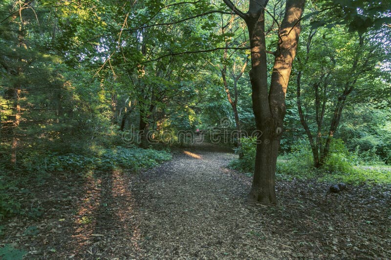 Morning Walk, at Dawn, on a City Park Walking Trail Stock Image - Image ...