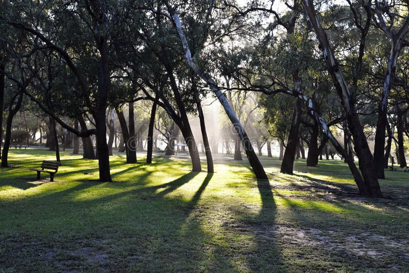 Morning walk stock image. Image of walk, green, mist - 71113857