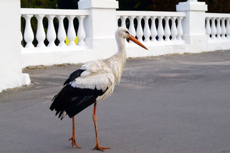 Walk of stork in city stock photo. Image of interest - 181501196