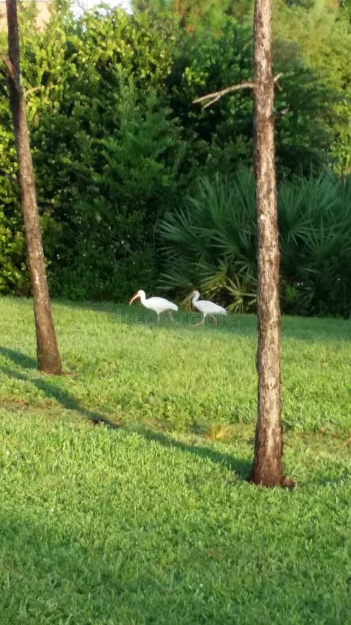 Morning walk stock image. Image of together, morning - 45880945