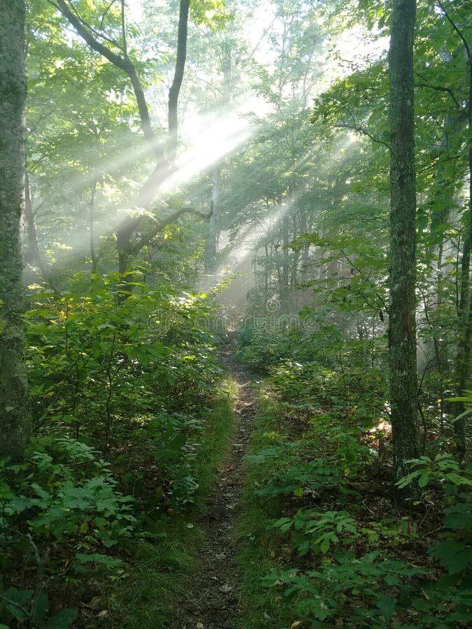 Morning Walk in the Woods stock image. Image of trees - 45377135