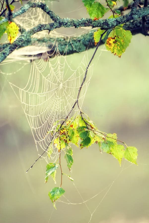 Morning web stock image. Image of green, drops, water - 13284617