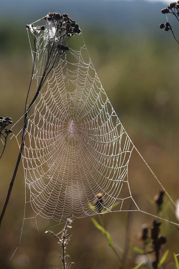 Morning web stock photo. Image of insect, unusual, plant - 43901010