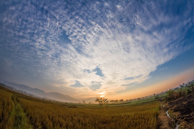 Morning Wild View in Cornfield Full of Nature Stock Photo - Image of ...