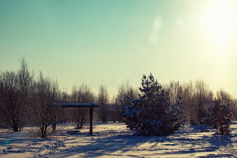 Morning Winter Landscape in the Forest with Trampled Footprints in the ...
