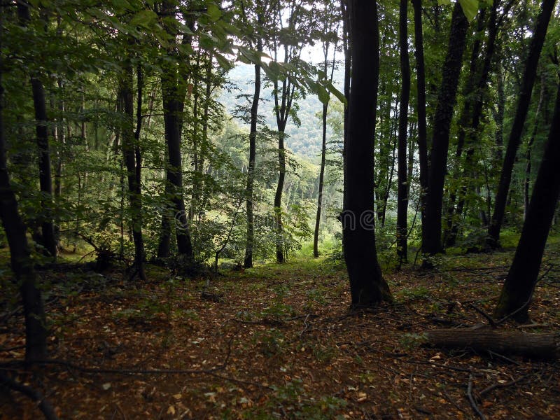 Forest stock image. Image of sunshine, outdoor, forest - 123938009