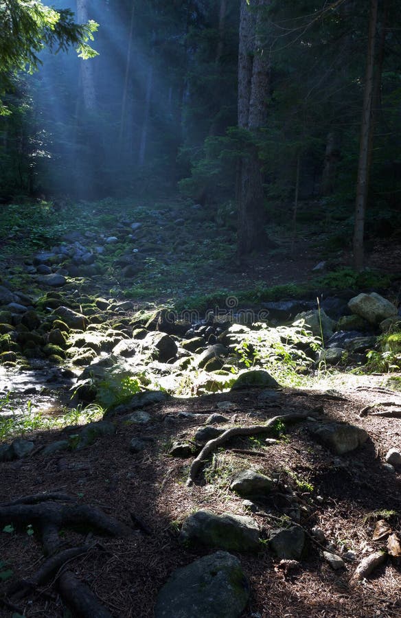 Morning in the woods stock image. Image of foliage, magic - 61943127