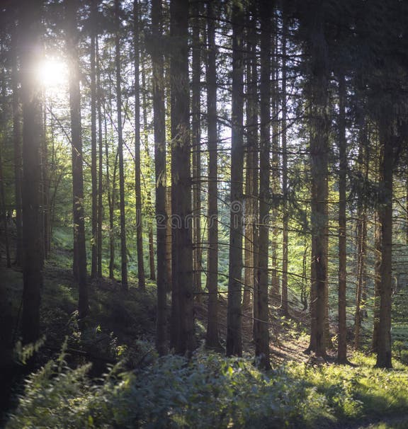 Morning in the Woods Sunrays through the Trees Stock Image - Image of ...