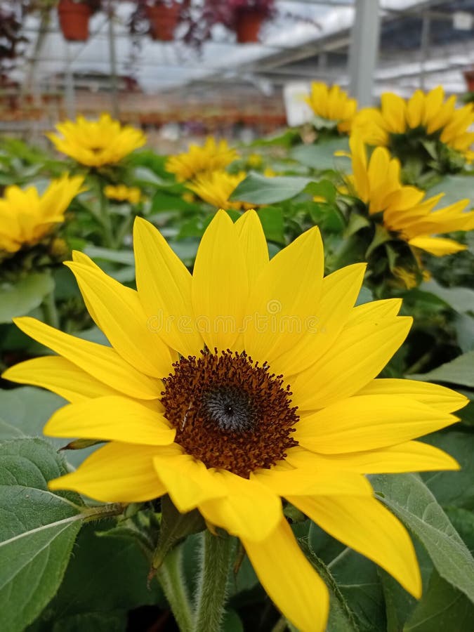 Morning Yellow Sun Flower Bloom Yellow Stock Photo - Image of herb ...