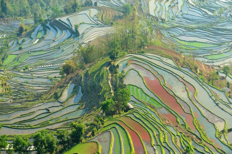 Morning of YuanYang Rice Terrace Stock Image - Image of yuanyang ...