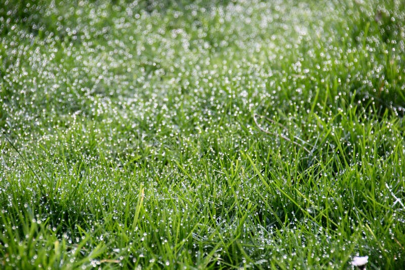 Morninggrass Stock Photos - Free & Royalty-Free Stock Photos from ...