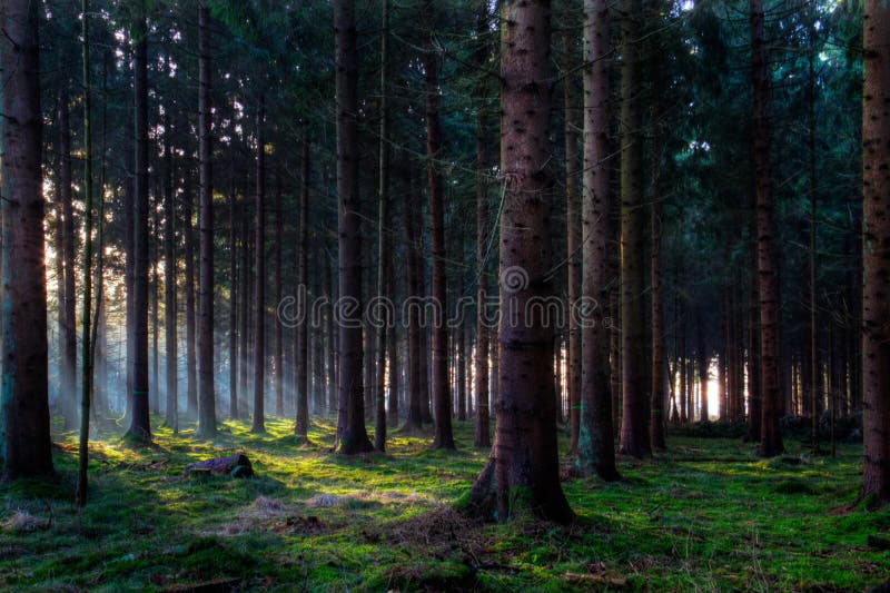 Morninglight in forest stock image. Image of woods, stems - 37484675