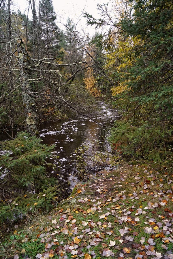 Mornings Meandering Stream stock photo. Image of branches - 132375692