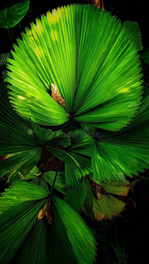 Morningstar stock image. Image of yellow, jungle, leaf - 241780763