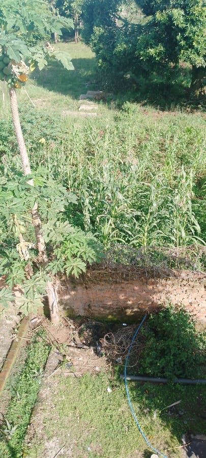 Morobo Stock Photos - Free & Royalty-Free Stock Photos from Dreamstime