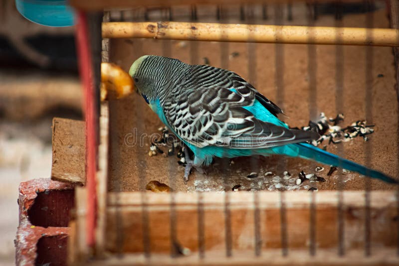 Moroccan budgie Bird stock photo. Image of finch, parrot - 198176348