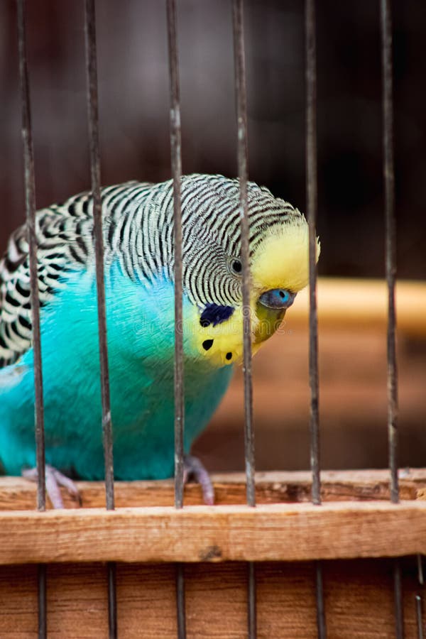 Moroccan budgie Bird stock image. Image of beak, quail - 198176377