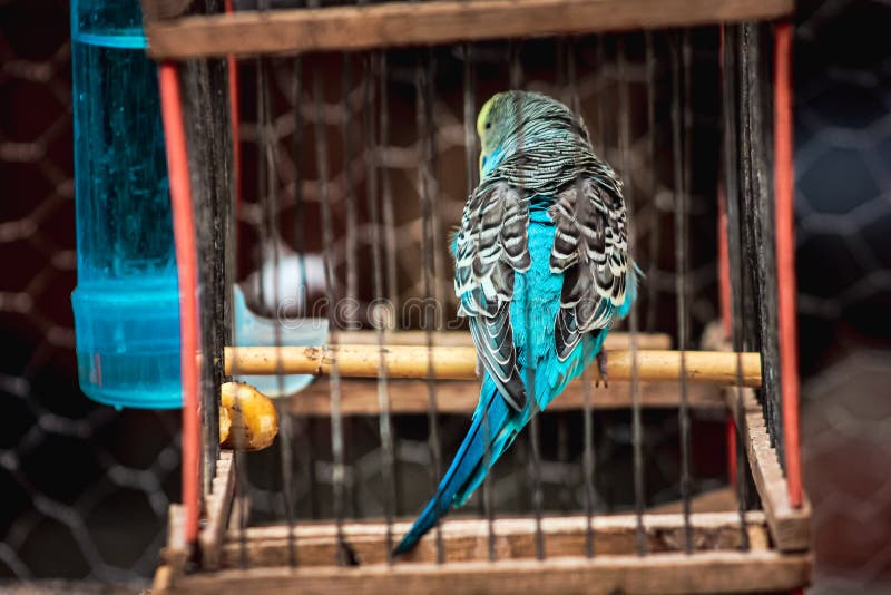 Moroccan budgie Bird stock image. Image of finch, parrot - 198176417
