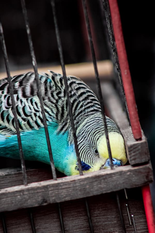 Moroccan budgie Bird stock image. Image of beak, quail - 198176377
