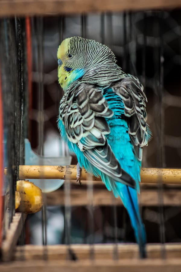 Bdji Stock Photos - Free & Royalty-Free Stock Photos from Dreamstime