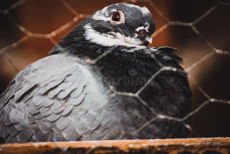 Moroccan budgie Bird stock image. Image of falcon, beak - 198176261