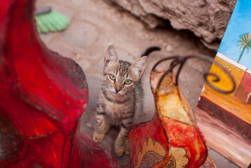Moroccan cat stock image. Image of maroc, morocco, travel - 59967587