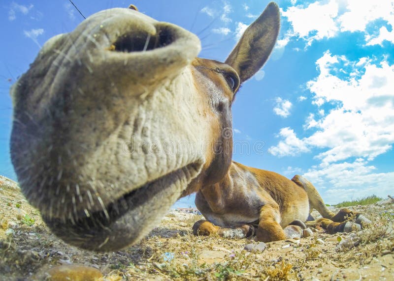 Moroccan dankey in Africa stock photo. Image of camper - 170538778