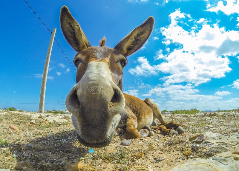 Moroccan dankey smiling stock image. Image of donkey - 170538785