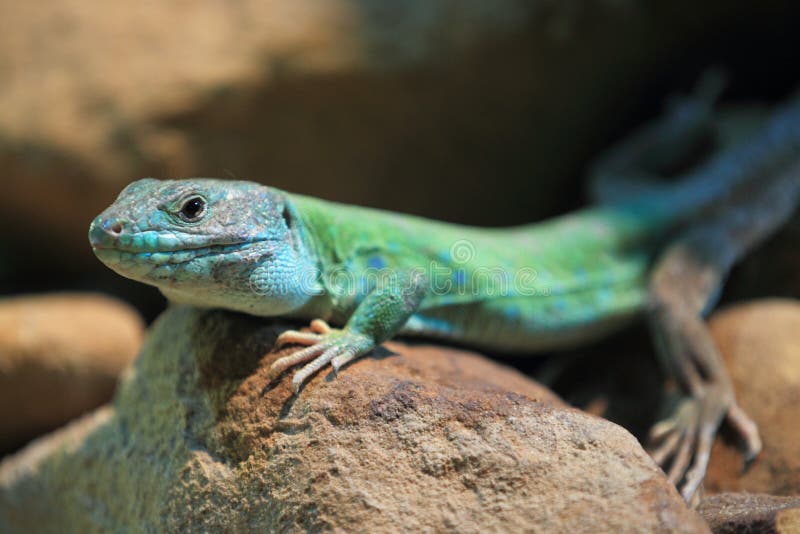 Moroccan eyed lizard stock photo. Image of moroccan, ocellata - 28344074